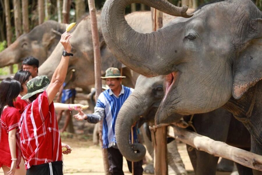 Phuket: Elephant Experience with Lunch or Dinner and Pickup - What to Expect from the Tour