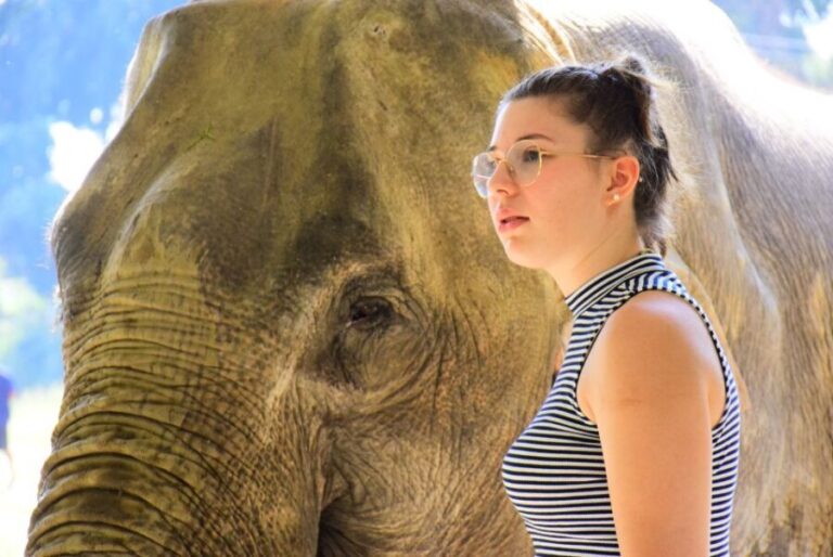 Phuket: Elephant Feeding Program - The Sum Up: Who Would Enjoy This Tour?
