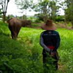 Phuket: Elephant Nature Reserve Entry Ticket and Guided Tour - The Itinerary — What You’ll Experience