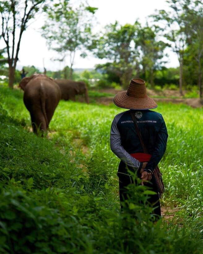 Phuket: Elephant Nature Reserve Entry Ticket and Guided Tour - The Itinerary — What You’ll Experience