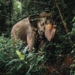Phuket Elephant Nature Reserve Ethical Sanctuary - Who Would Love This Tour?