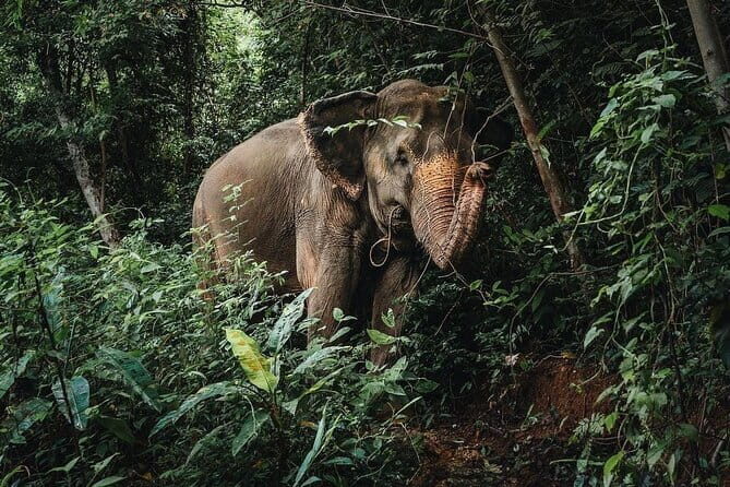 Phuket Elephant Nature Reserve Ethical Sanctuary - Who Would Love This Tour?