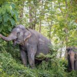 Phuket Elephant Sanctuary Canopy Walkway Tour - Final Thoughts on the Experience
