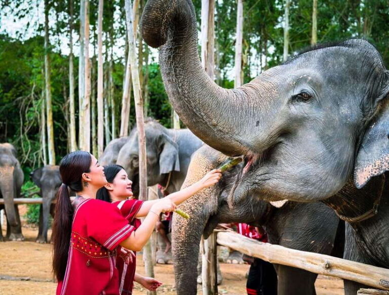 Phuket : Experience feeding and bathing elephants 1.5 Hrs. - What To Expect From This Phuket Elephant Experience