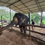 Phuket: Feeding Elephants at Phuket Elephant Care - What to Expect at Phuket Elephant Care