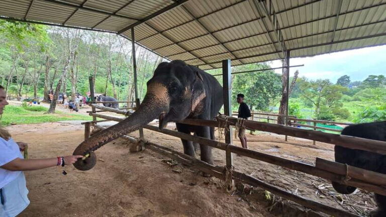 Phuket: Feeding Elephants at Phuket Elephant Care - What to Expect at Phuket Elephant Care