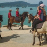 Phuket Golden Sunset Horseback Ride with Palai Beach Views - How Well Has This Tour Been Reviewed?