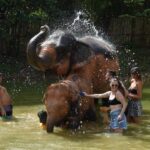 Phuket: Half Day or 2-Hour Ethical Elephant Care Sanctuary - What to Expect: A Deep Dive into the Elephant Care Experience