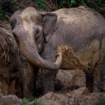 Phuket: Hidden Forest Elephant Reserve Guided Tour with Lunch - The Practical Details