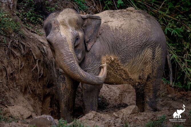 Phuket: Hidden Forest Elephant Reserve Guided Tour with Lunch - The Practical Details