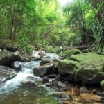 Phuket Jungle Trekking Experience at Khao Phra Taew National Park - Wildlife and Nature: What Youll Likely See
