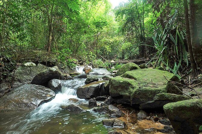 Phuket Jungle Trekking Experience at Khao Phra Taew National Park - Wildlife and Nature: What Youll Likely See