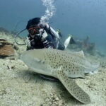 Phuket Scuba Diving Adventure for All Levels with Transfer - What to Expect from the Tour Itinerary