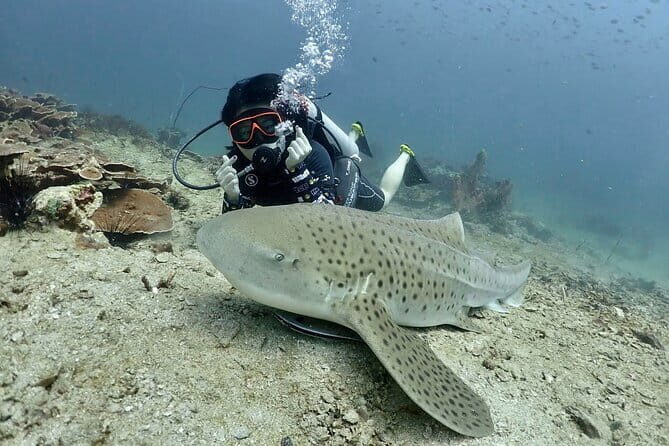 Phuket Scuba Diving Adventure for All Levels with Transfer - What to Expect from the Tour Itinerary