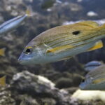 Phuket Scuba Diving Tour with Transportation - The Itinerary: What to Expect