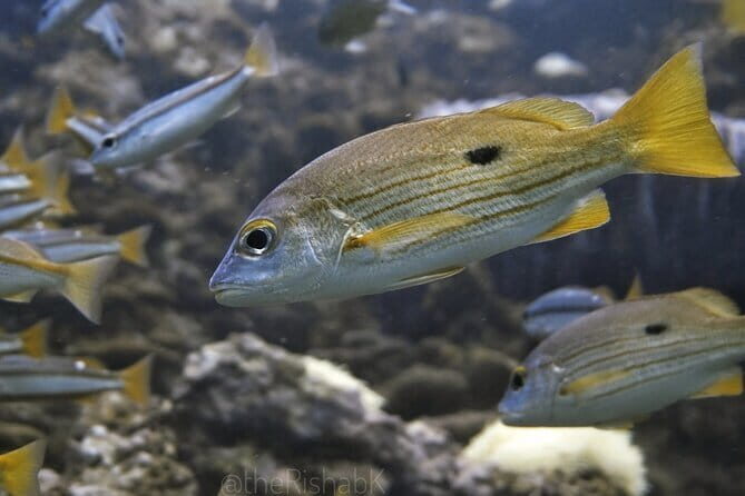 Phuket Scuba Diving Tour with Transportation - The Itinerary: What to Expect