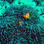 Phuket Similan Island Andaman Ocean Tour by Van and Speedboat - Who Is This Tour Perfect For?