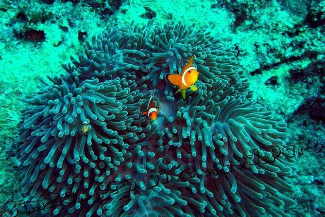 Phuket Similan Island Andaman Ocean Tour by Van and Speedboat - Who Is This Tour Perfect For?