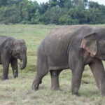 Pidurangala Rock and National Pack - Exploring the Itinerary in Detail