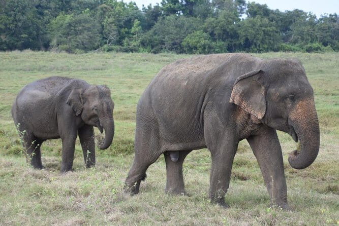 Pidurangala Rock and National Pack - Exploring the Itinerary in Detail