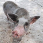 Pig Island(Koh Mudsum) and Koh Tan Half Day Snorkeling Tour - Exploring the Itinerary in Detail