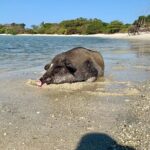 Pigs Island exclusive Semi VIP - The Sum Up: Is This Tour Worth It?