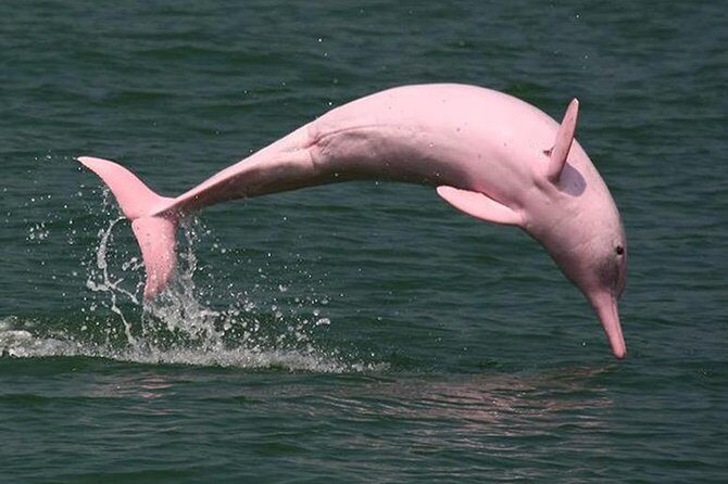 Pink Dolphin Spotting & Snorkelling Day Tour At Pigs Island - Practical Details and What to Expect
