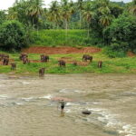 Pinnawala & Kandy Day Tour from Colombo or Negombo - The Experience in Perspective