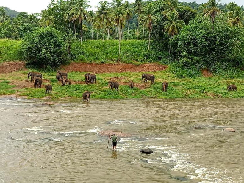 Pinnawala & Kandy Day Tour from Colombo or Negombo - The Experience in Perspective