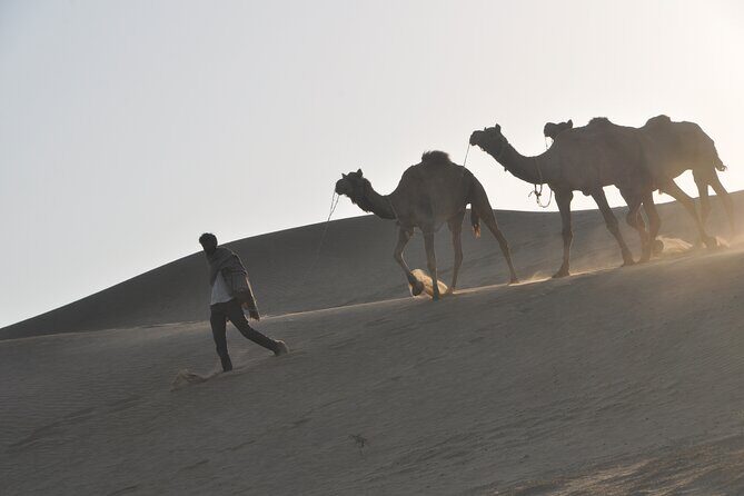 Pleasant Non-Touristic Sun Rise Tours with Breakfast on Dunes - The Dunes and Camel Safari