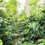 Pluma Hidalgo Coffee Experience - Practical Details and Value