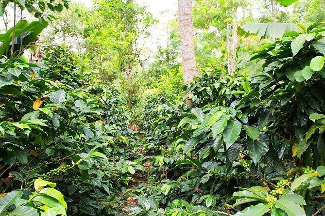 Pluma Hidalgo Coffee Experience - Practical Details and Value