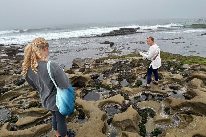 Point Loma Tide Pool Tour - The Tide Pool Experience