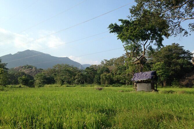 Polonnaruwa Ancient City And Habarana Day Tour From Sigiriya - The Practicalities and Value