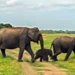 Polonnaruwa Ancient Kingdom and Wild Elephant Safari from Habarana - Who Will Love This Tour?
