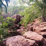 Pondicherry: Tropical Dry Evergreen Forest Guided Walk - Key Points