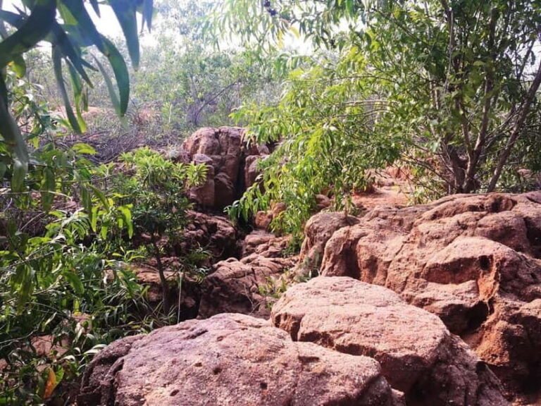 Pondicherry: Tropical Dry Evergreen Forest Guided Walk - Key Points