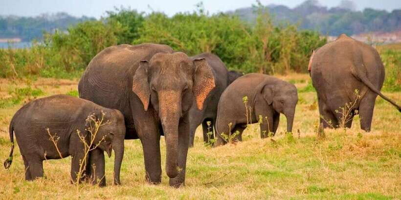 Pottuvil Lagoon Eco Tour : Mangrove Adventure in Arugam Bay - The Itinerary in Detail