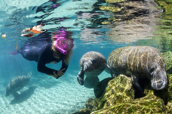 Preseason Special Snorkeling with Manatees Experience - Why This Tour Is Worth Considering