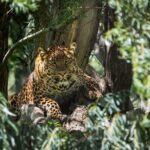 Private 02 Day Leopard Safari in Yala from Bentota - The Sum Up