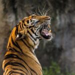 Private 2-Day Tour to Ranthambhore Tiger Safari from Jaipur - What’s Included and What’s Not