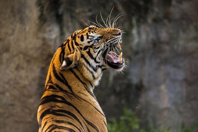 Private 2-Day Tour to Ranthambhore Tiger Safari from Jaipur - What’s Included and What’s Not