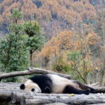 Private 2-day Tour to Wolong Panda Base and Mt. Siguniang - Frequently Asked Questions