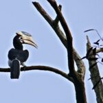 Private 3-Day Dandeli Birding Tour from Hubli - Day 2: Full-Day Birding and Local Insights