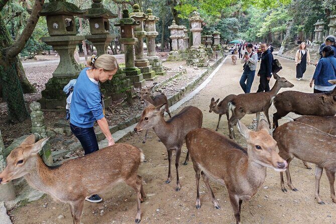 Private 3-Hour UNESCO Heritage Sites & Deer Park Tour - An In-Depth Look at the Private Nara Tour