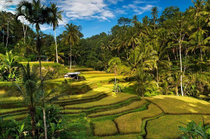 Private 4-Day Tours - Best Bali Tours Package - Best of Bali Highlights - Who Would Love This Tour?