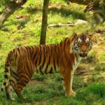 Private 4-Days Taj Mahal and Ranthambore Safari Tour from Delhi - Who Should Consider This Tour?