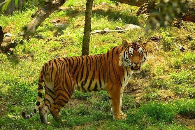 Private 4-Days Taj Mahal and Ranthambore Safari Tour from Delhi - Who Should Consider This Tour?