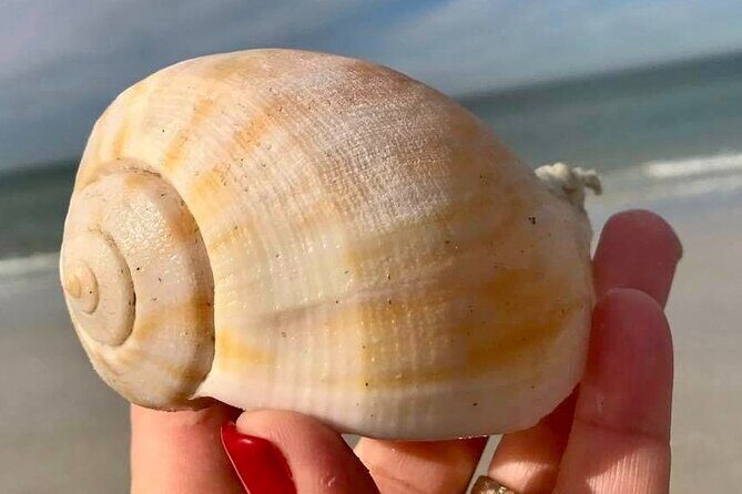 Private 4 Hour Shell Key Island Adventure Dolphins and Shells - Practical Considerations