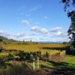 Private 5 day California Vineyards, Waves and Wine Tour - Day 3: Vineyards, Biking, and the Russian River Valley